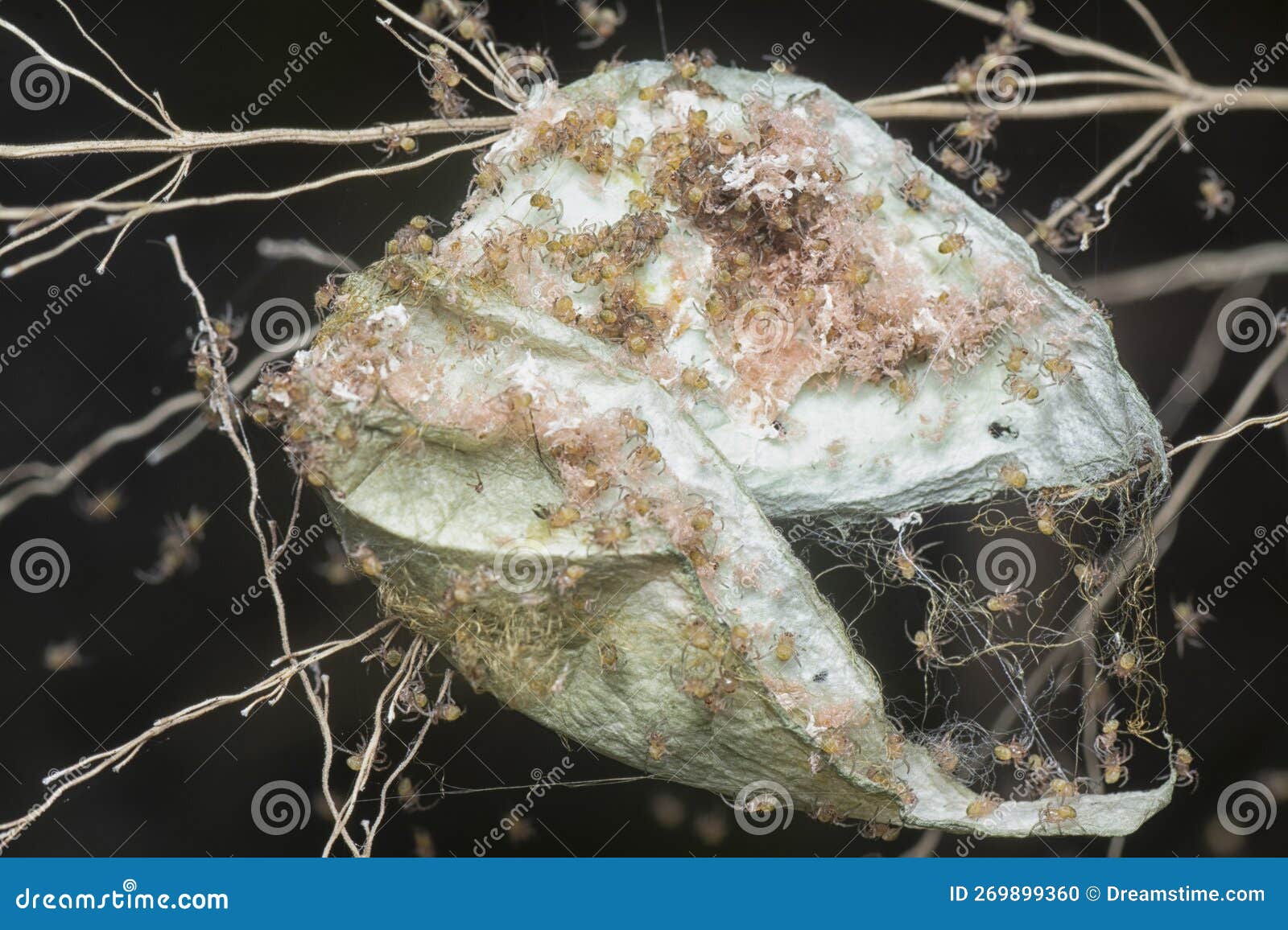 Swamp of Spiderlings and Eggs Spiders on the Sac Nest. Stock Photo ...