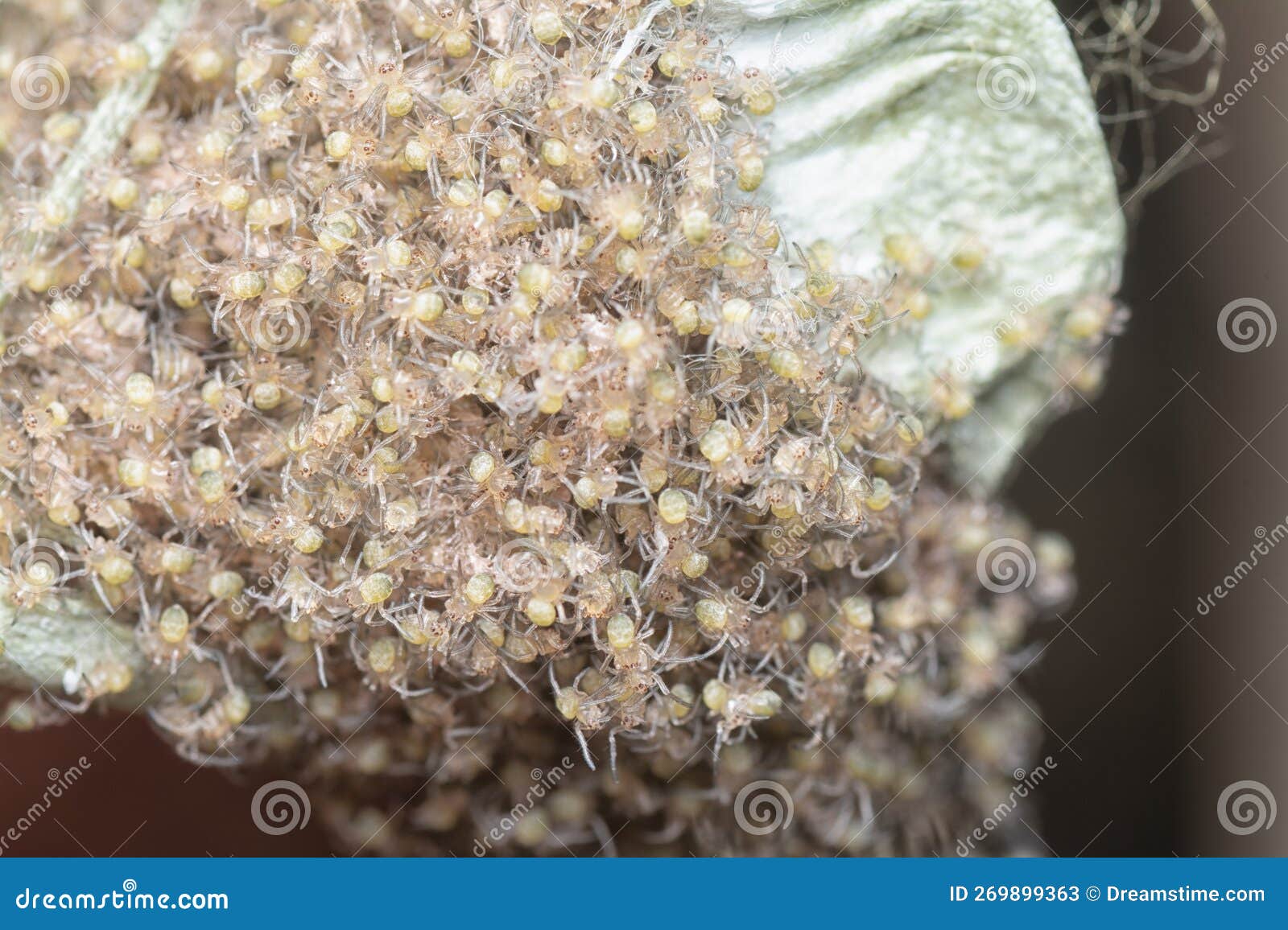Swamp of Spiderlings and Eggs Spiders on the Sac Nest. Stock Image ...