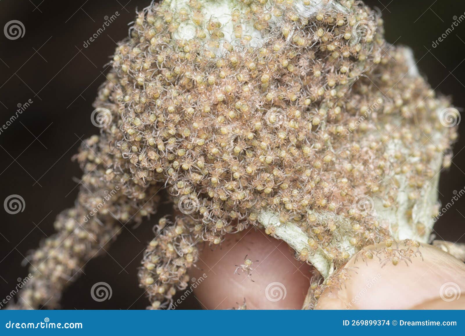 Swamp of Spiderlings and Eggs Spiders on the Sac Nest. Stock Photo ...