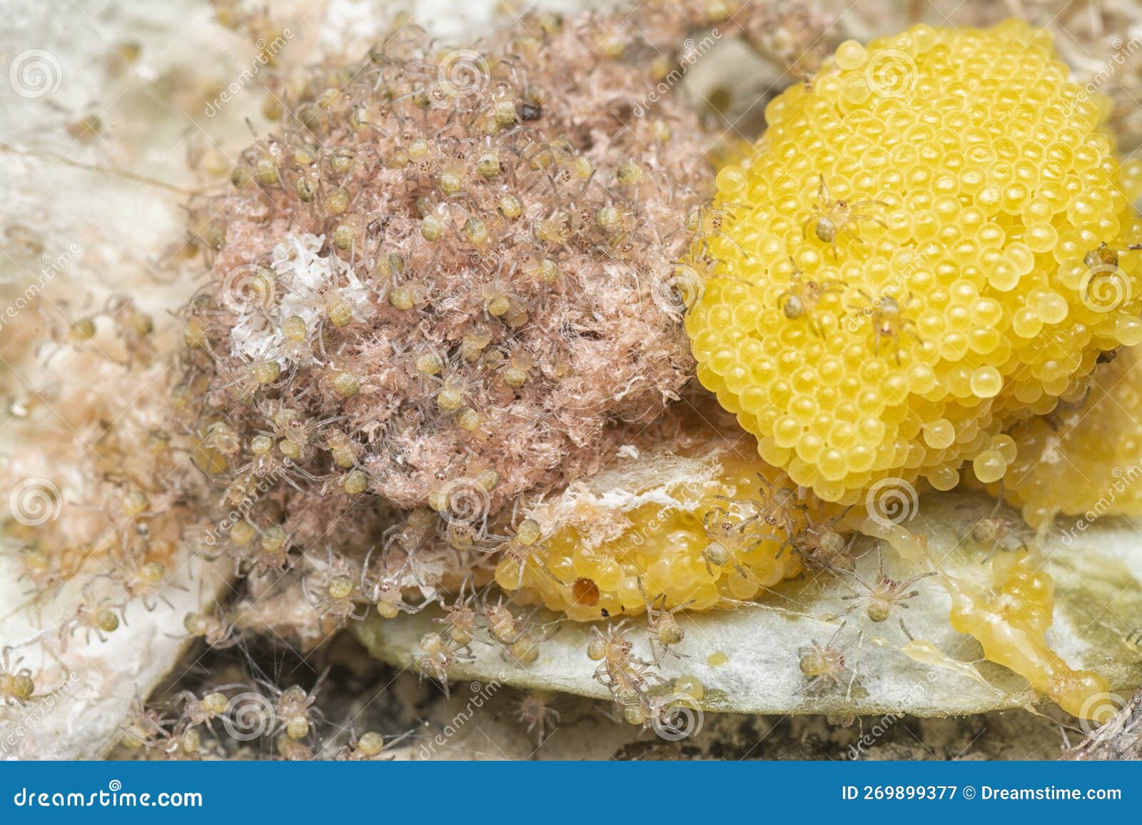 Swamp of Spiderlings and Eggs Spiders on the Sac Nest. Stock Image ...