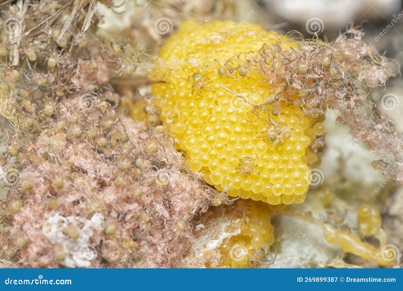 Swamp of Spiderlings and Eggs Spiders on the Sac Nest. Stock Image ...