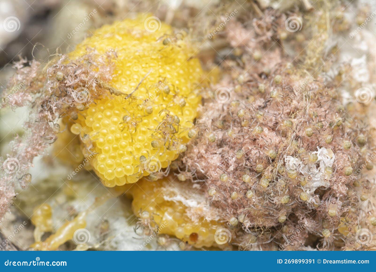 Swamp of Spiderlings and Eggs Spiders on the Sac Nest. Stock Image ...