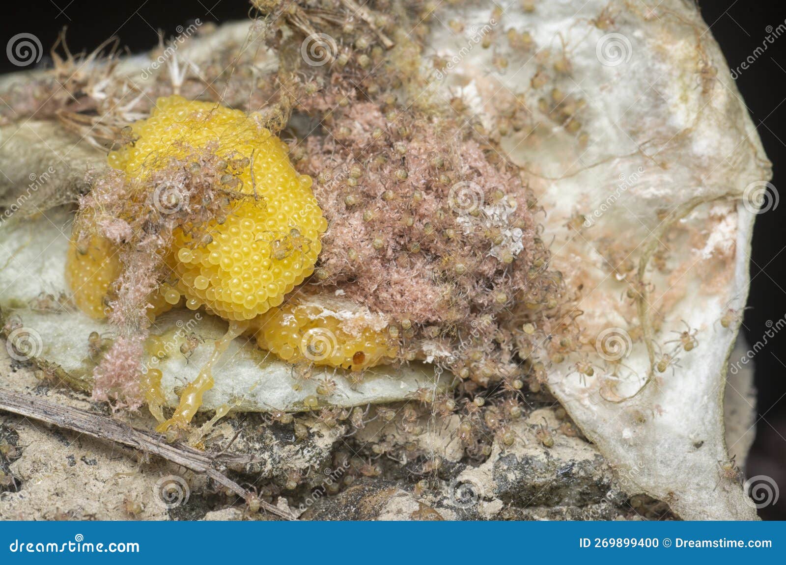 Swamp of Spiderlings and Eggs Spiders on the Sac Nest. Stock Photo ...