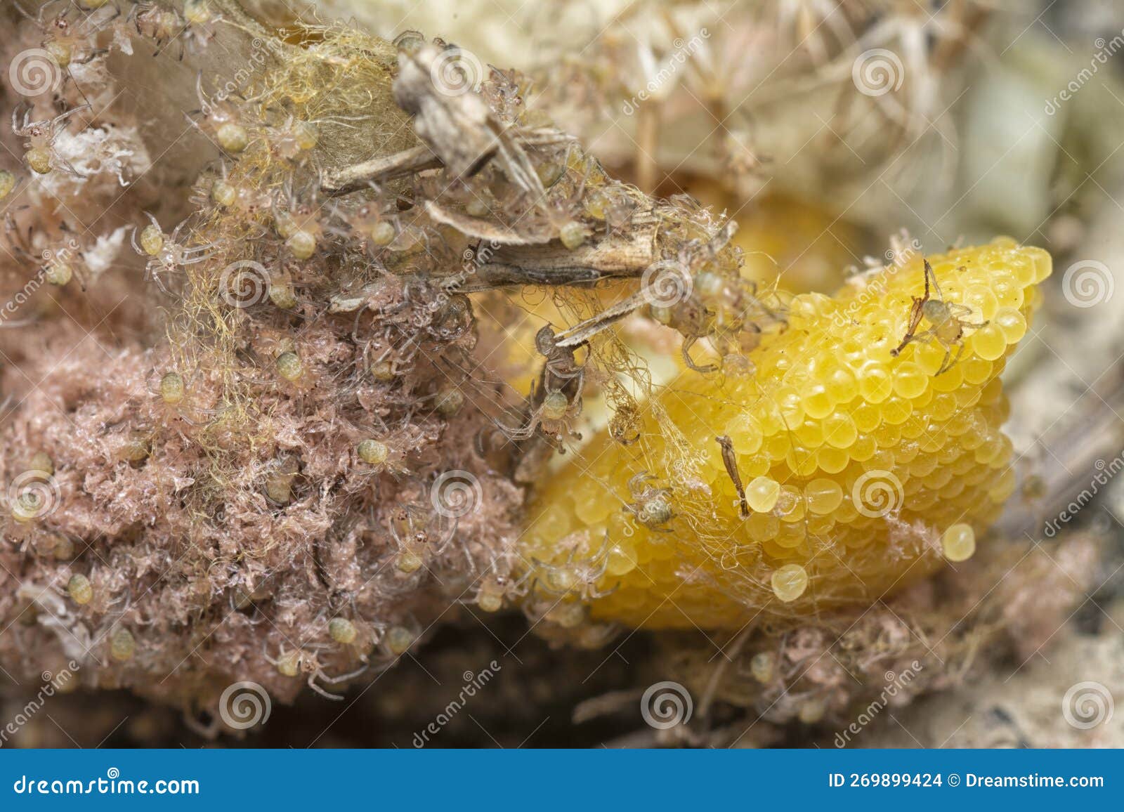 Swamp of Spiderlings and Eggs Spiders on the Sac Nest. Stock Photo ...