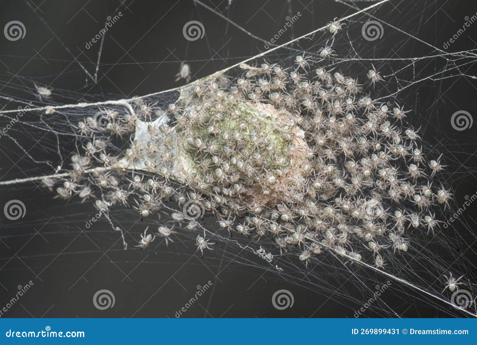 Swamp of Spiderlings and Eggs Spiders on the Sac Nest. Stock Image ...