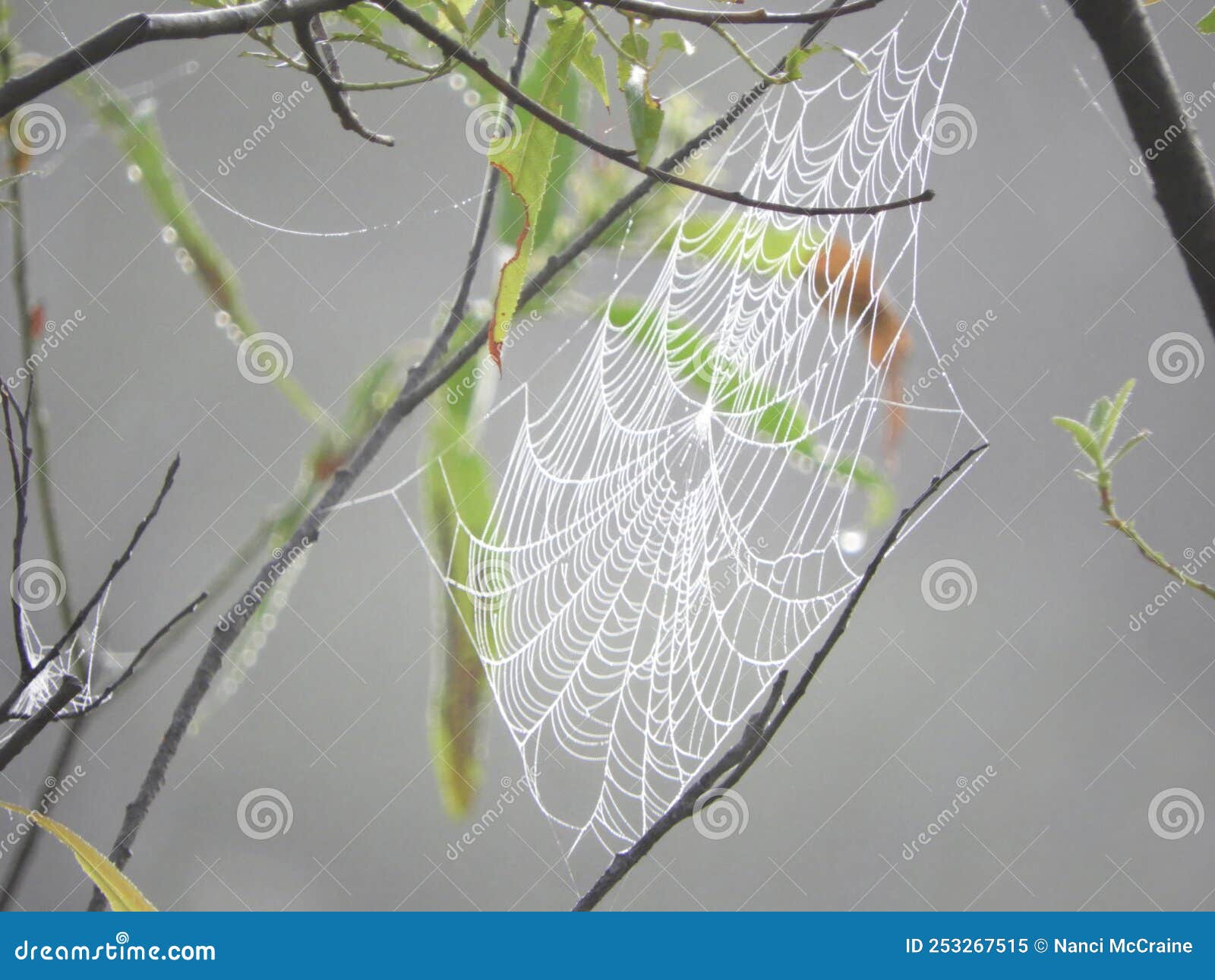 Swamp Spiderweb Attached To Branches Stock Image - Image of design ...
