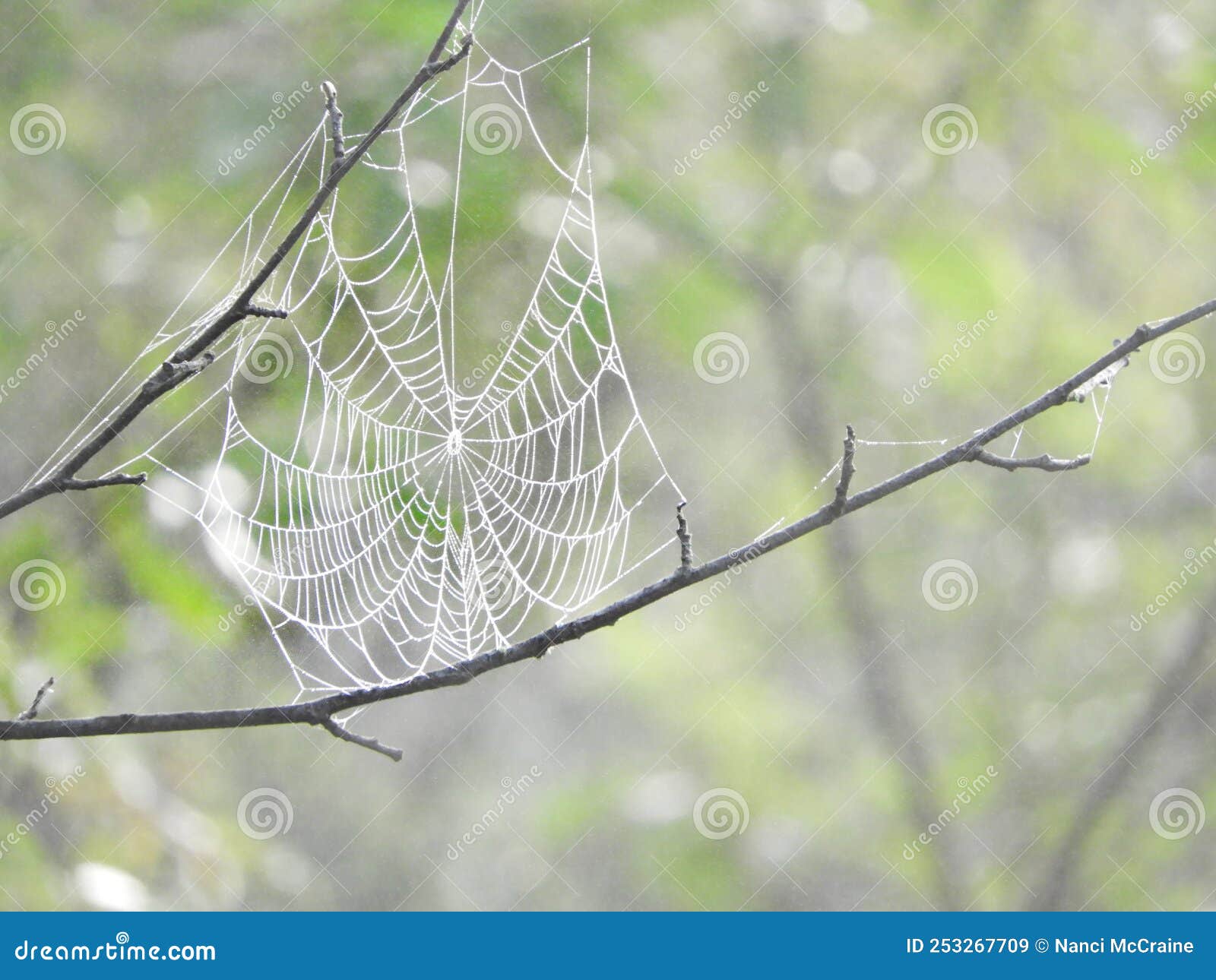 White Swamp Spiderweb in Morning Fog Stock Image - Image of foggy ...