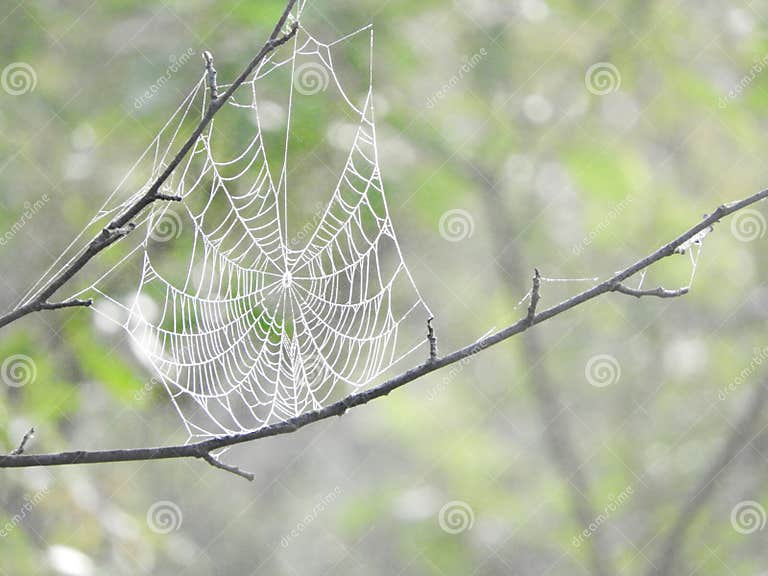 White Swamp Spiderweb in Morning Fog Stock Image - Image of foggy ...