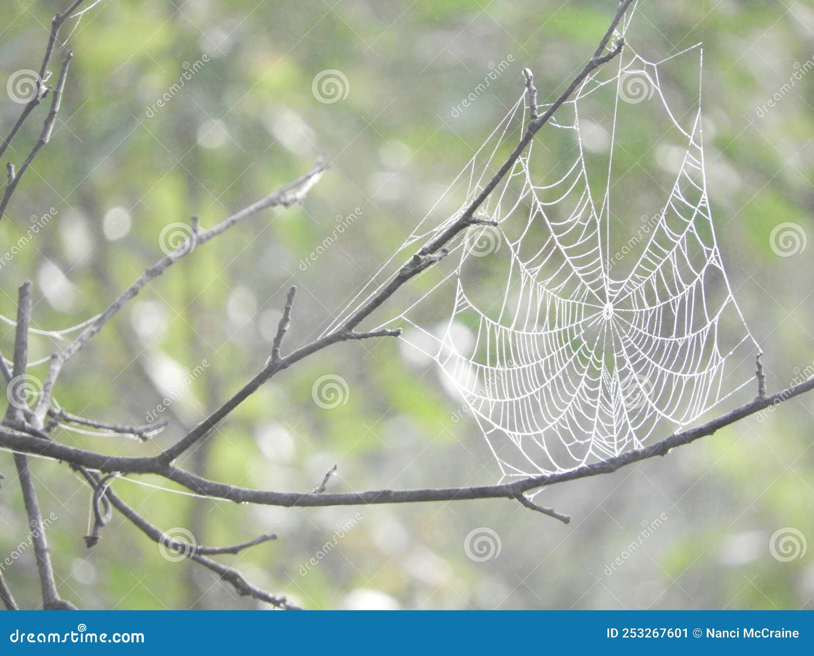 Spiderweb on Branches in Fog Filled Swamp Stock Image - Image of ...