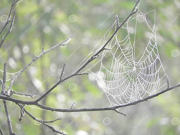 Spiderweb on Branches in Fog Filled Swamp Stock Image - Image of ...