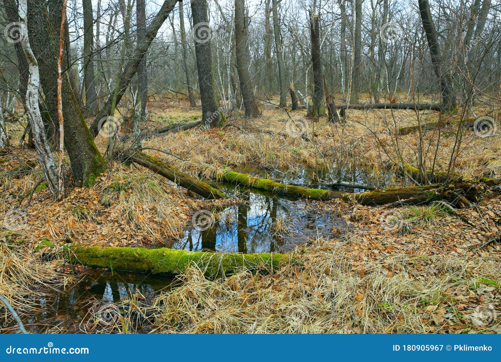 Swamp in spring forest stock image. Image of forest - 180905967