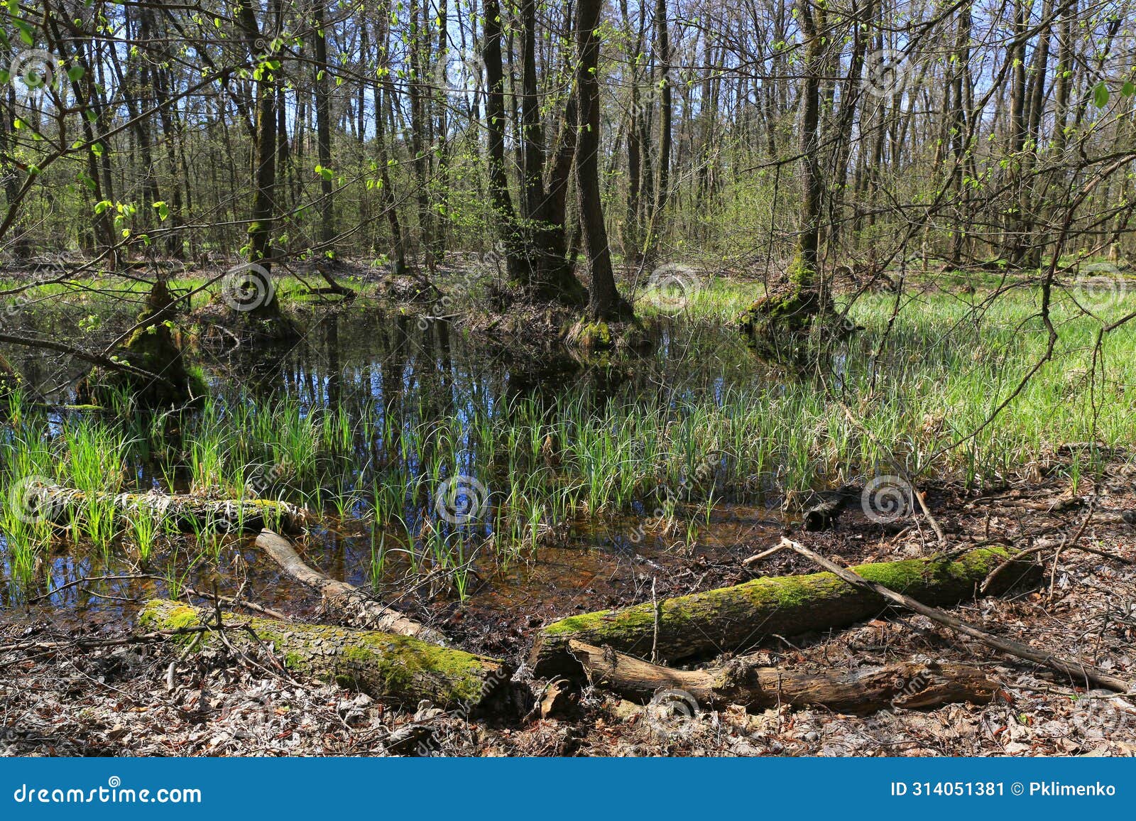 Swamp in spring forest stock image. Image of flora, broken - 314051381