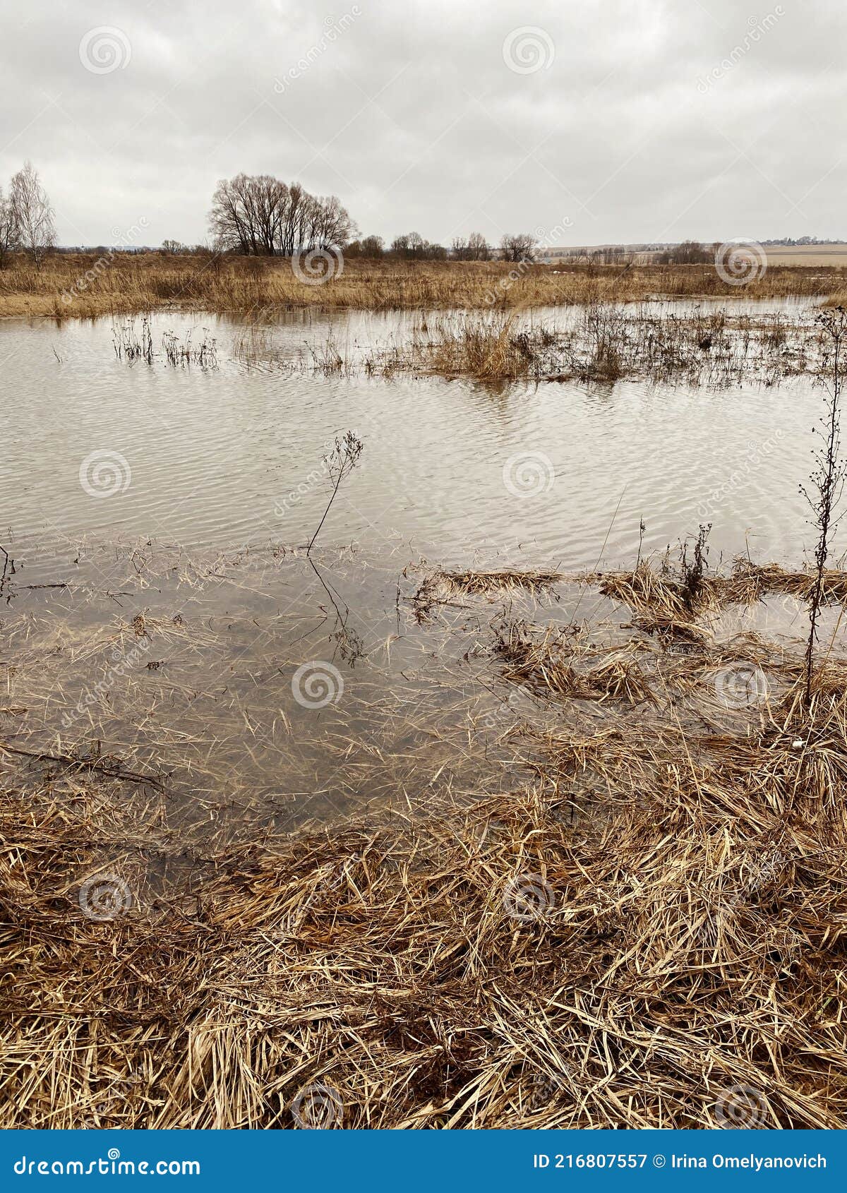 Swamp. Spring High Water. Spilling River in Spring. Flood in the Spring ...