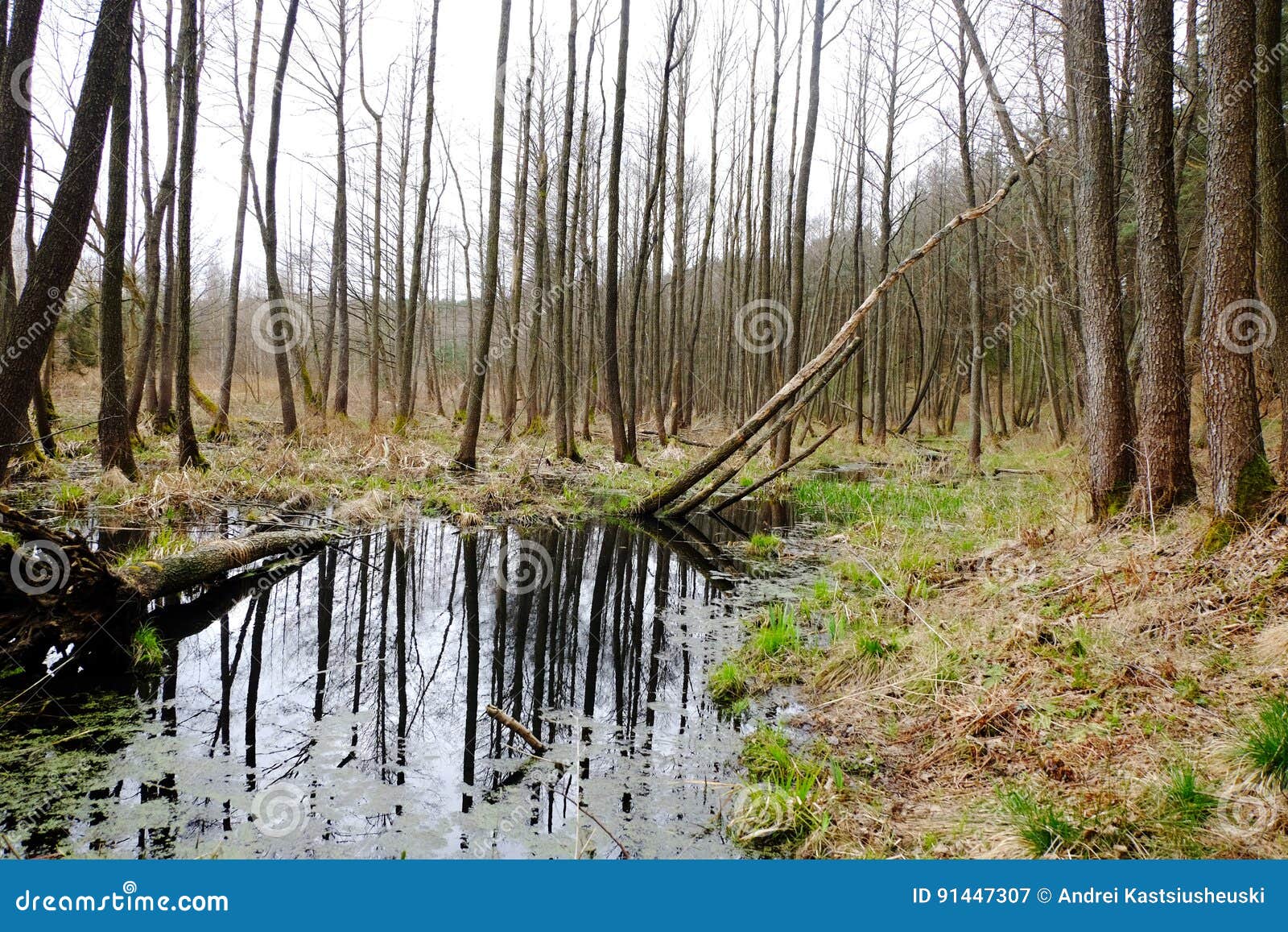 Swamp in spring stock image. Image of people, forest - 91447307