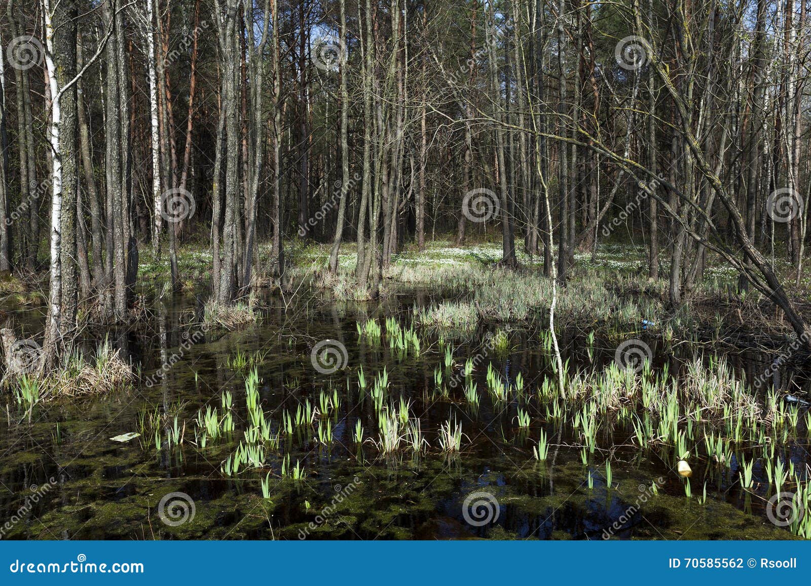 Swamp spring season stock photo. Image of beauty, backwater - 70585562