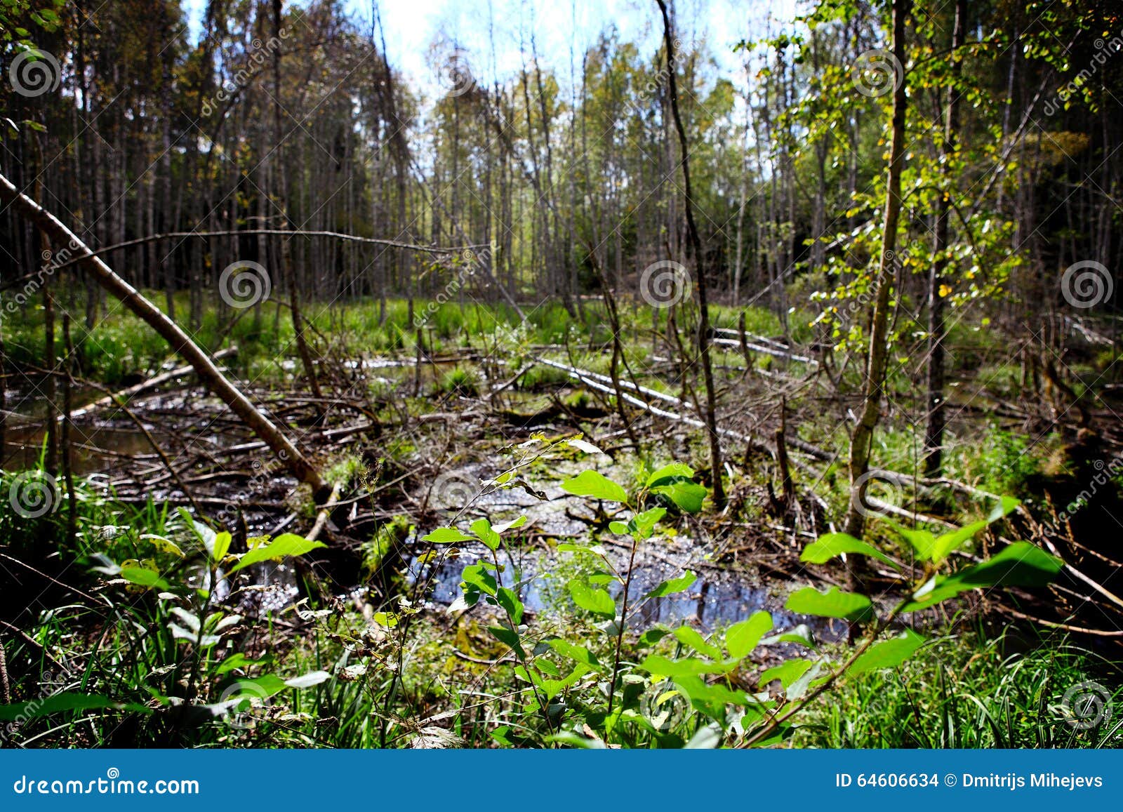 Swamp stock photo. Image of pond, outdoor, beautiful - 64606634