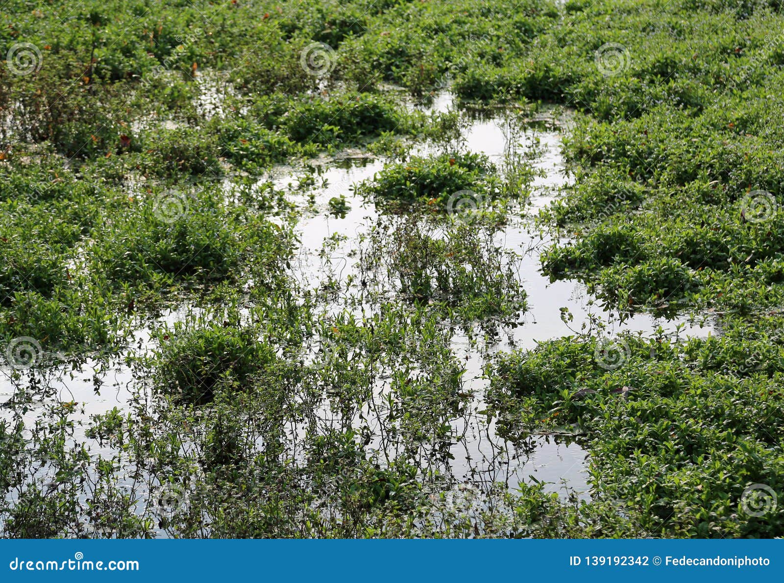 Swamp with the Spring Water that Flows from the Ground Stock Photo ...
