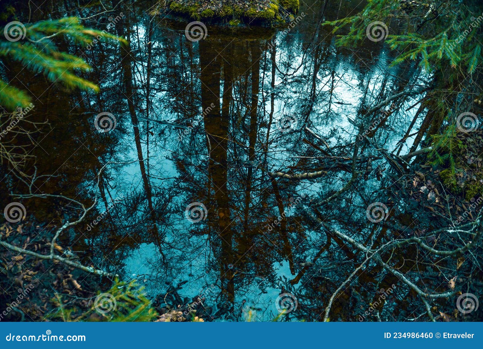 Swamp in the spring woods stock photo. Image of exploring - 234986460