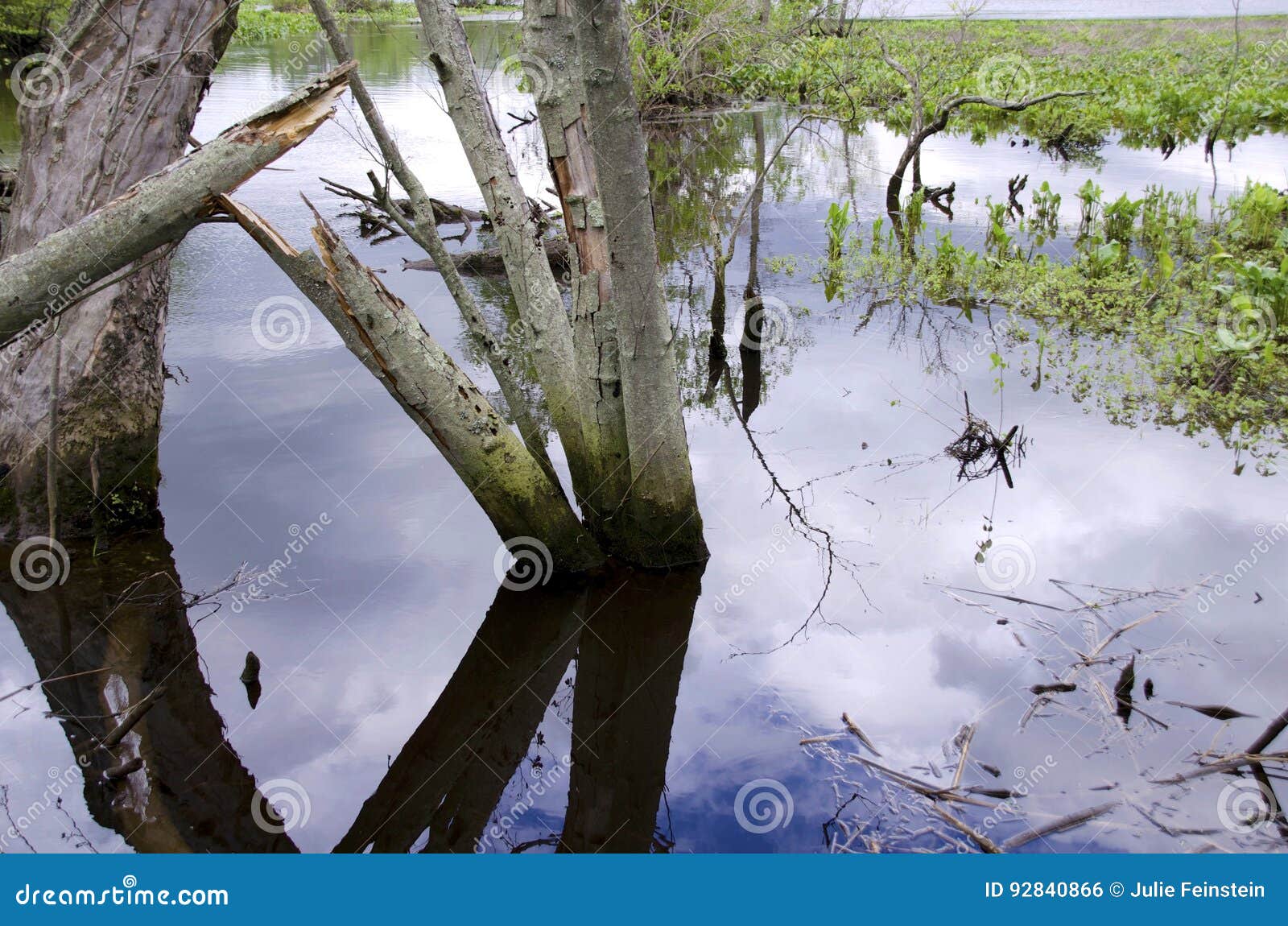 Swamp stock photo. Image of slow, river, tree, stumps - 92840866