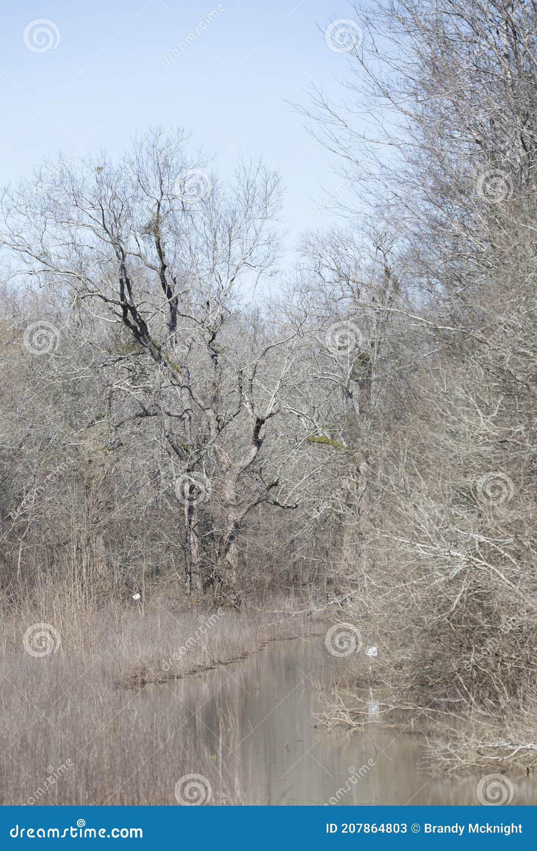 Swamp Stream Running through Trees and Bushes Stock Image - Image of ...