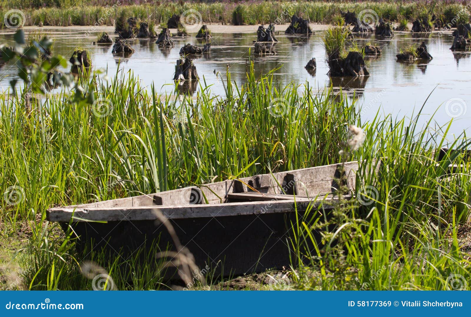 Swamp with stumps stock image. Image of wetlands, green - 58177369