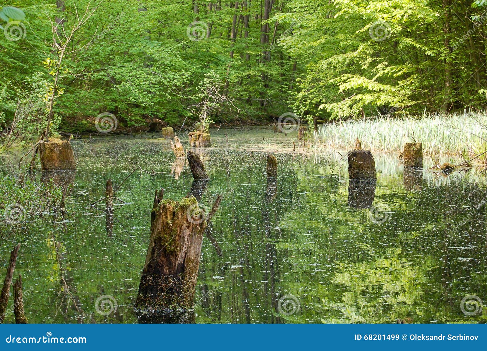 Swamp with stumps stock image. Image of marsh, outdoors - 68201499