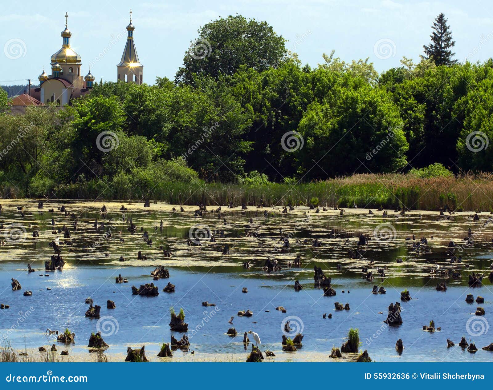Swamp with stumps stock photo. Image of swamp, reflection - 55932636