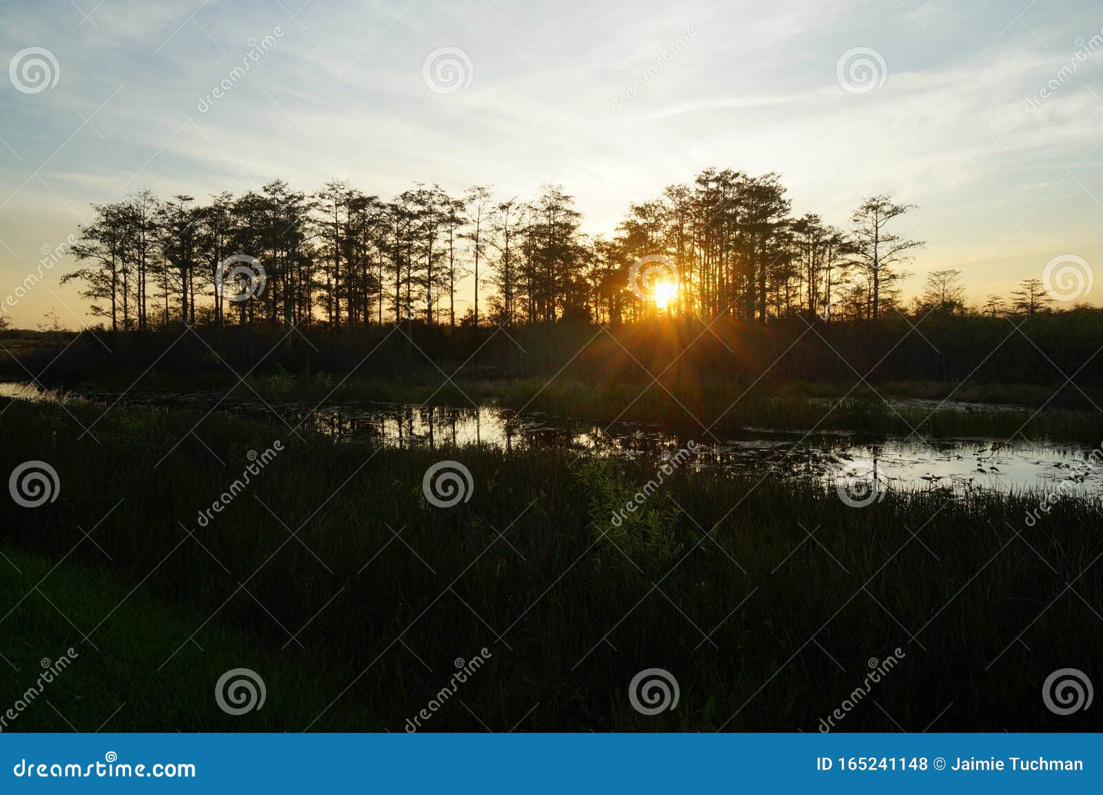Swamp Sunrise in Florida stock photo. Image of change - 165241148
