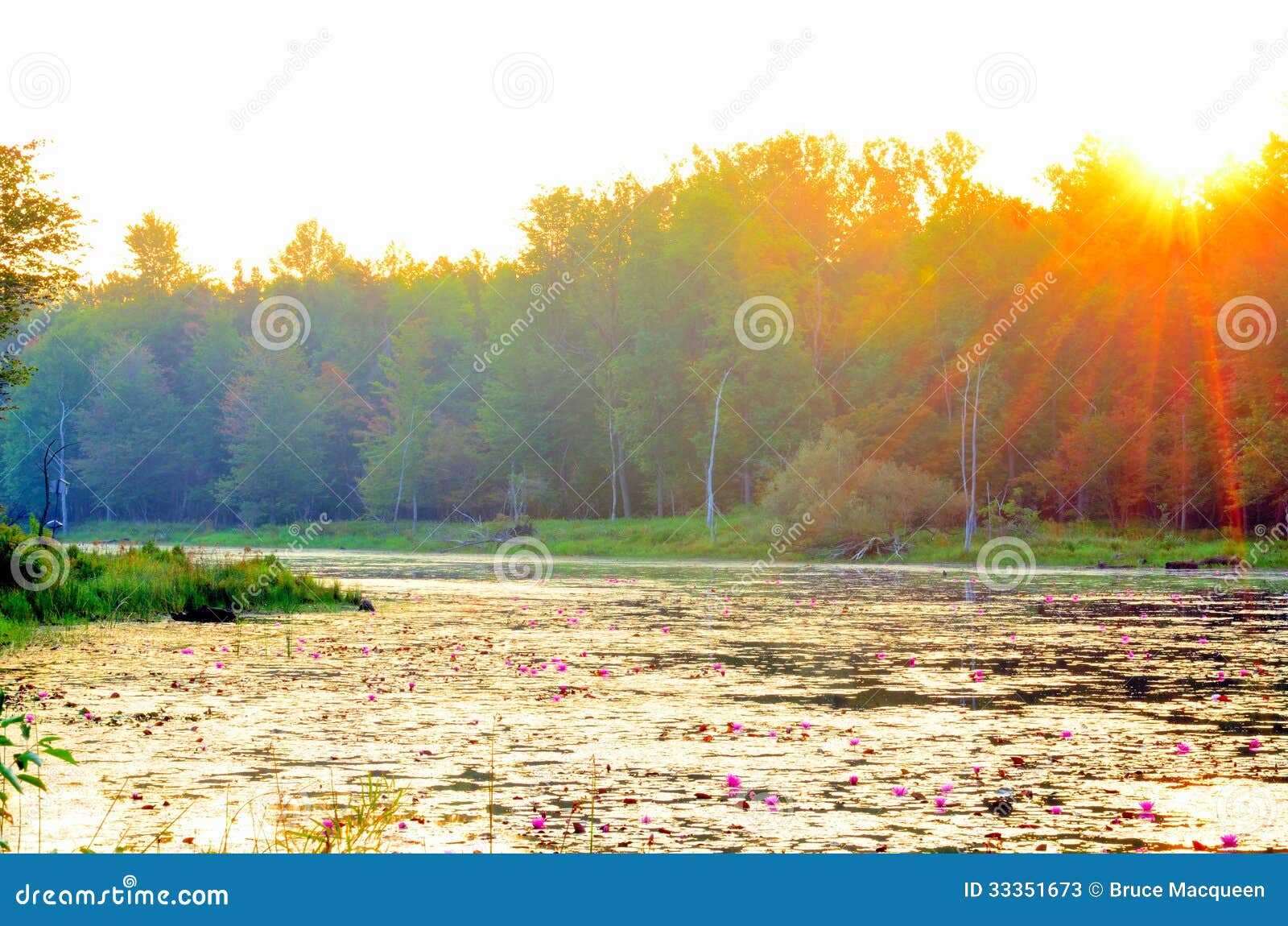 Swamp Sunrise stock image. Image of daylight, landscape - 33351673