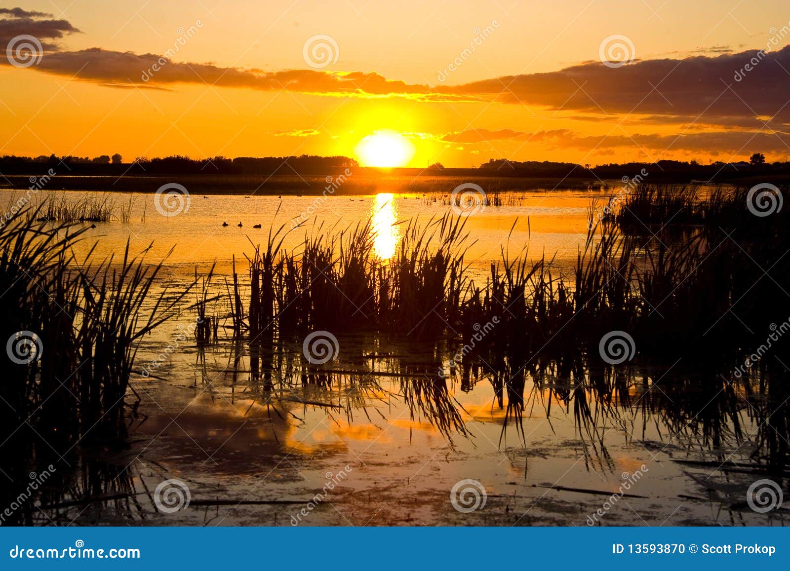 Swamp at sunset stock photo. Image of grass, trees, warm - 13593870
