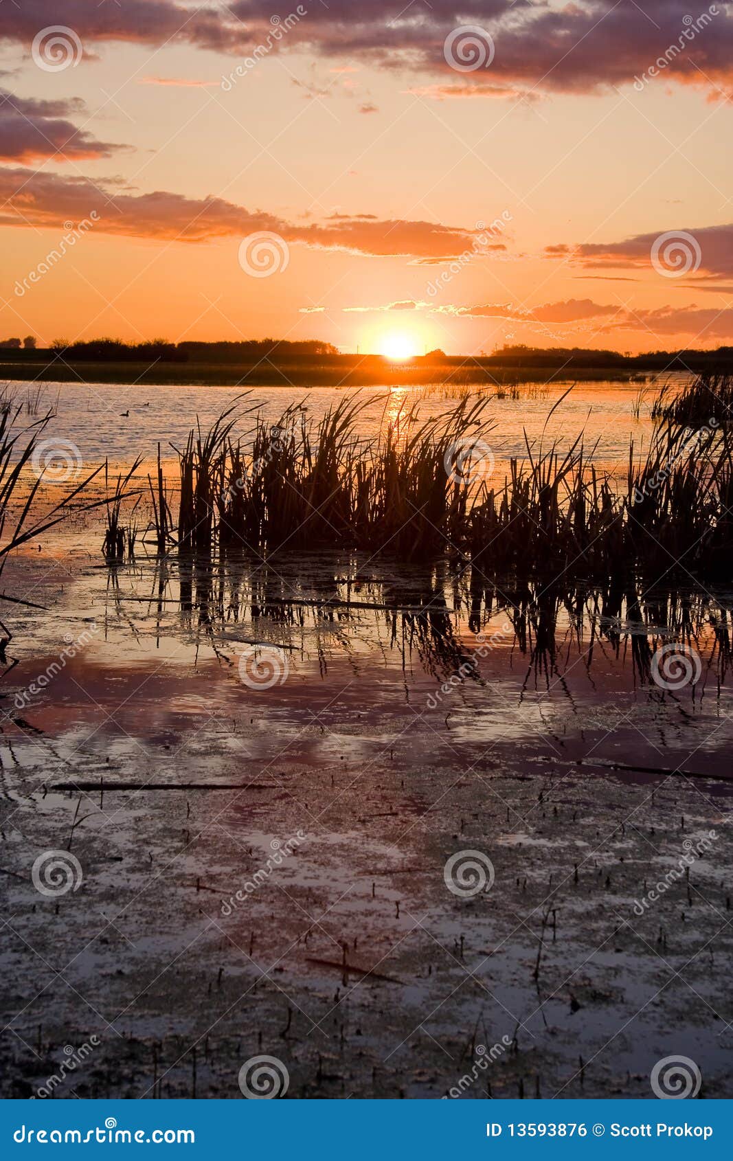 Swamp at sunset stock photo. Image of cloud, wild, natural - 13593876