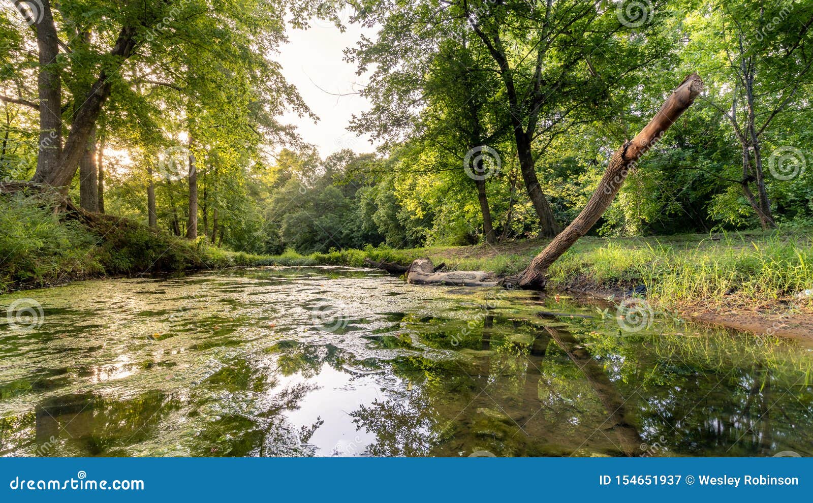 Swamp at Sunset stock image. Image of leaning, beautiful - 154651937