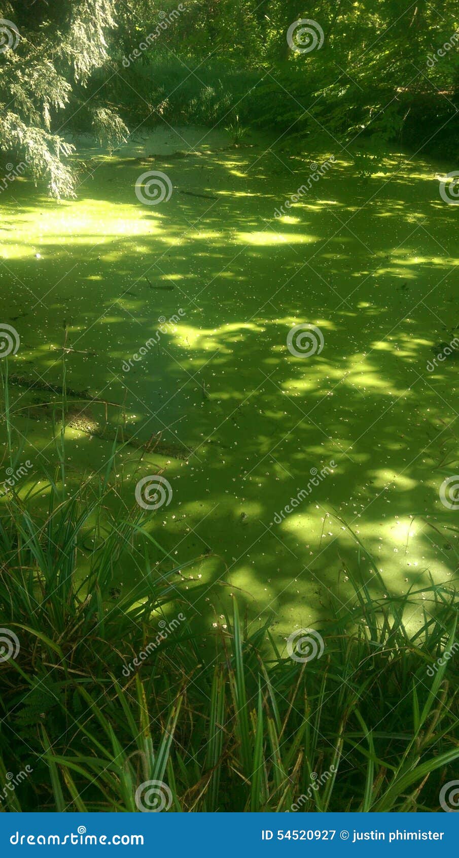 Swamp stock image. Image of landscape, forest, grassland - 54520927