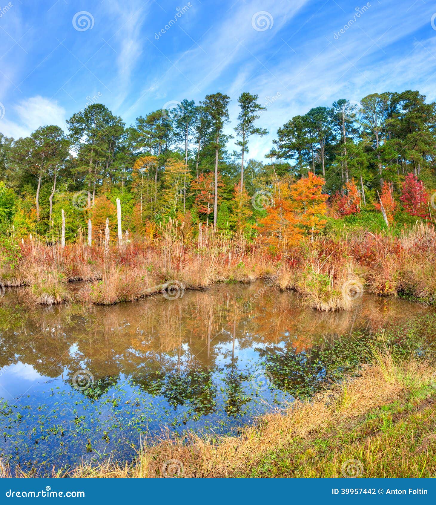Swamp stock photo. Image of moss, green, area, reserve - 39957442