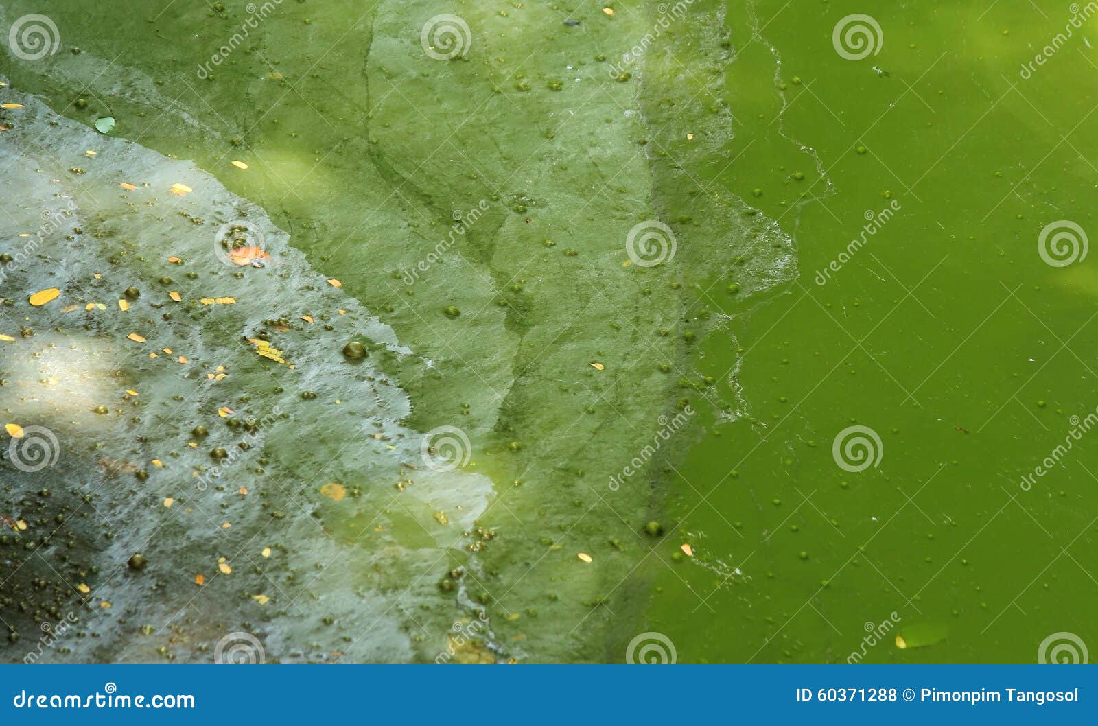 Swamp texture stock photo. Image of grow, moss, background - 60371288