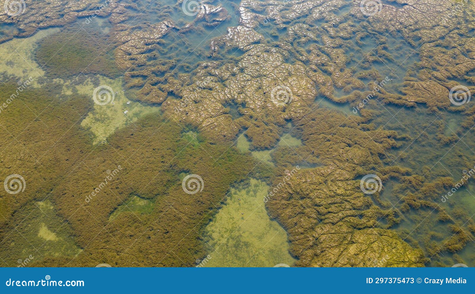 Swamp Texture, Diversity of Weeds, Climate Changes in the Ecosystem ...