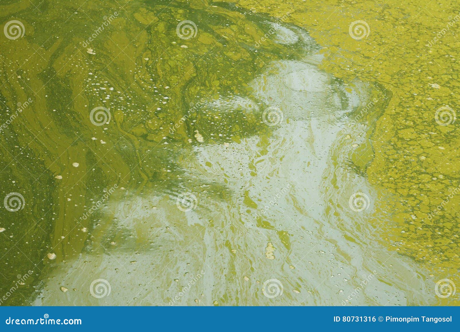 Swamp texture stock photo. Image of moss, bubble, green - 80731316