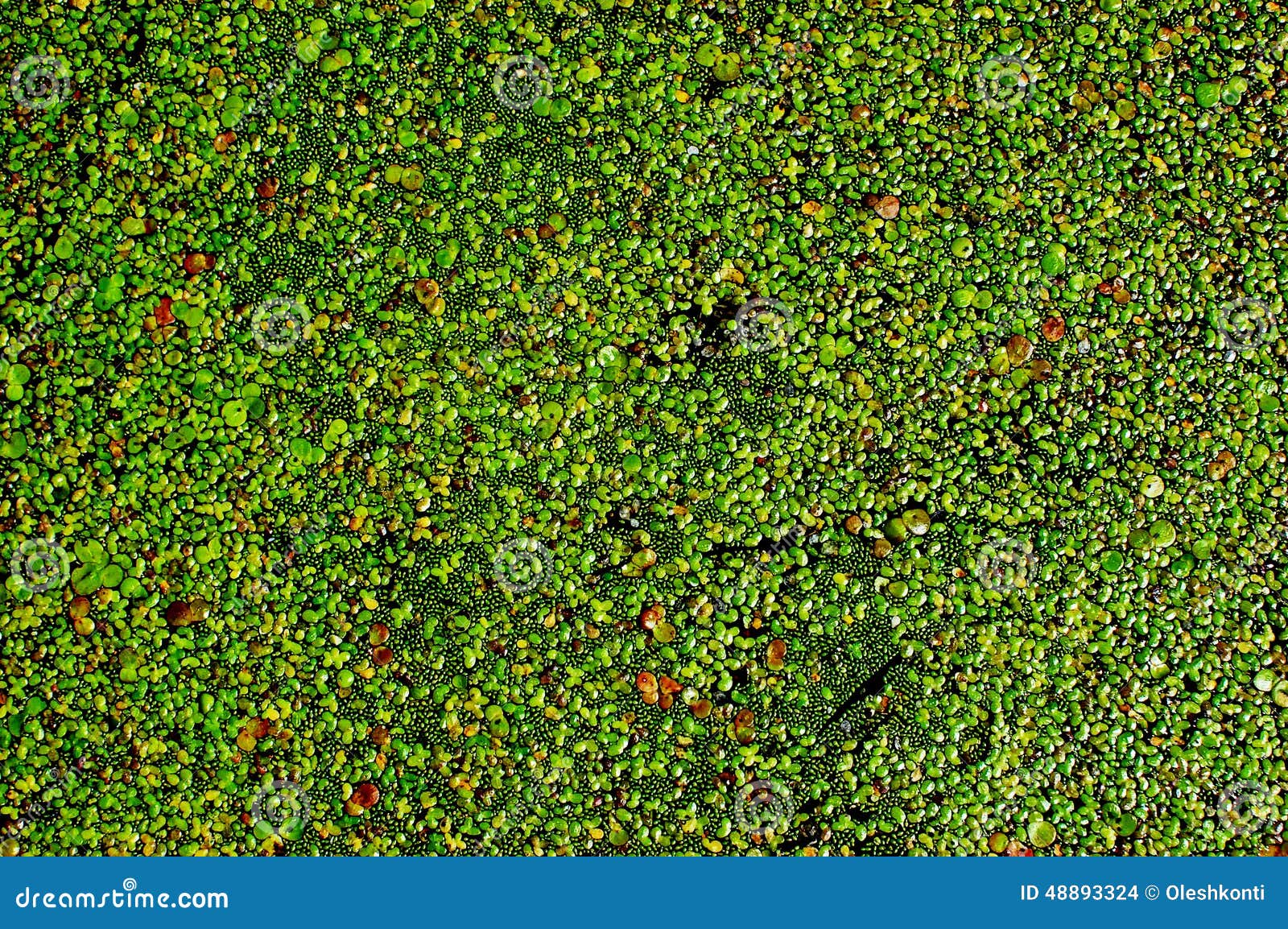 Swamp. texture stock photo. Image of textured, summer - 48893324