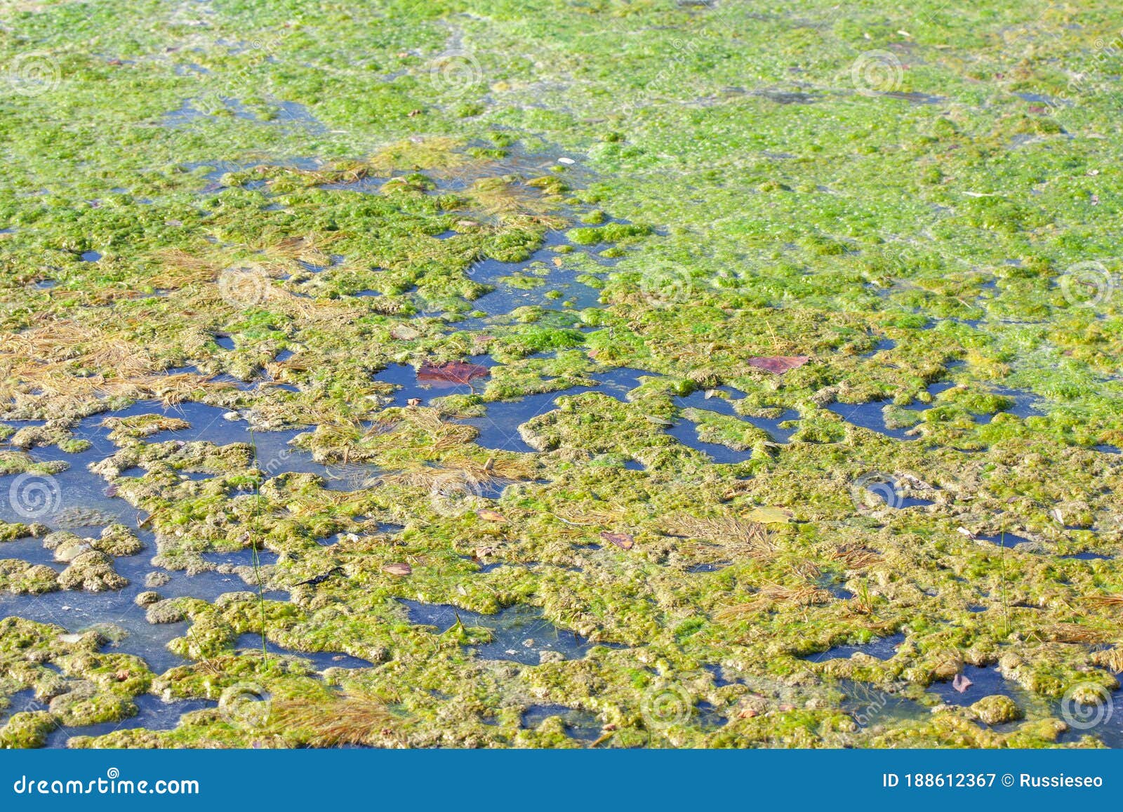 Swamp texture stock image. Image of outdoor, grass, mossy - 188612367