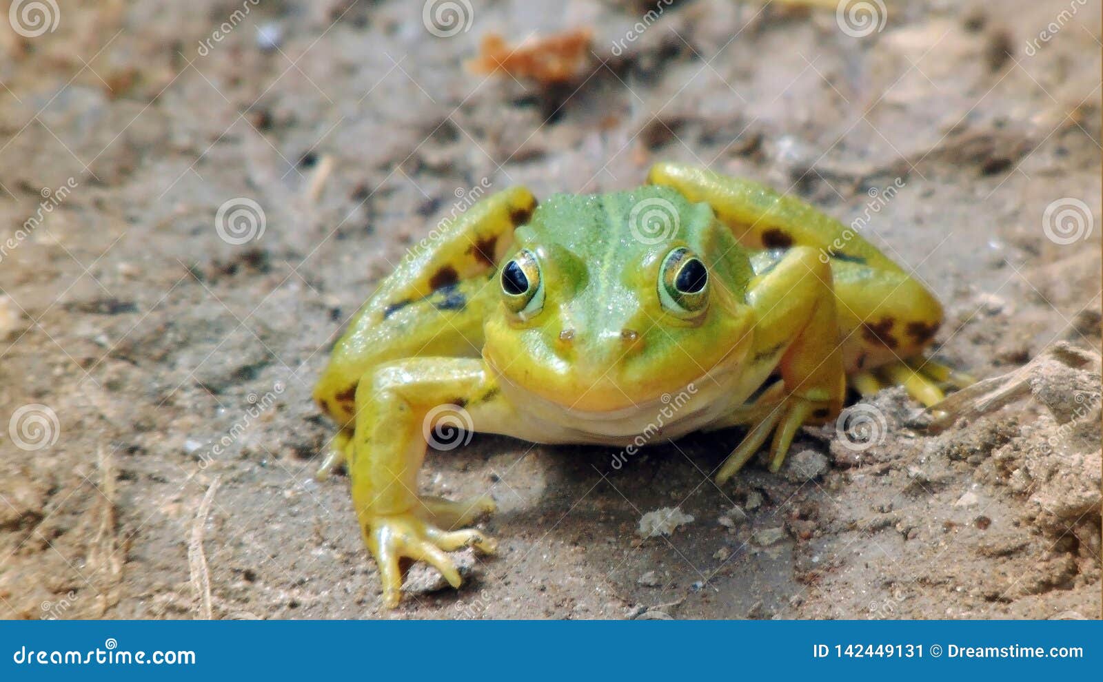 The swamp tree frog stock image. Image of fauna, light - 142449131