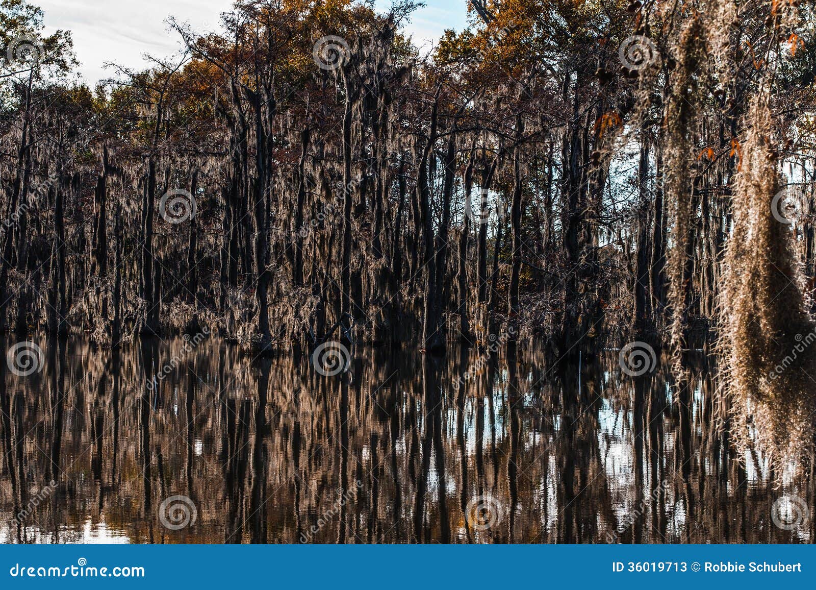Swamp Tree Moss stock image. Image of distichum, pond - 36019713