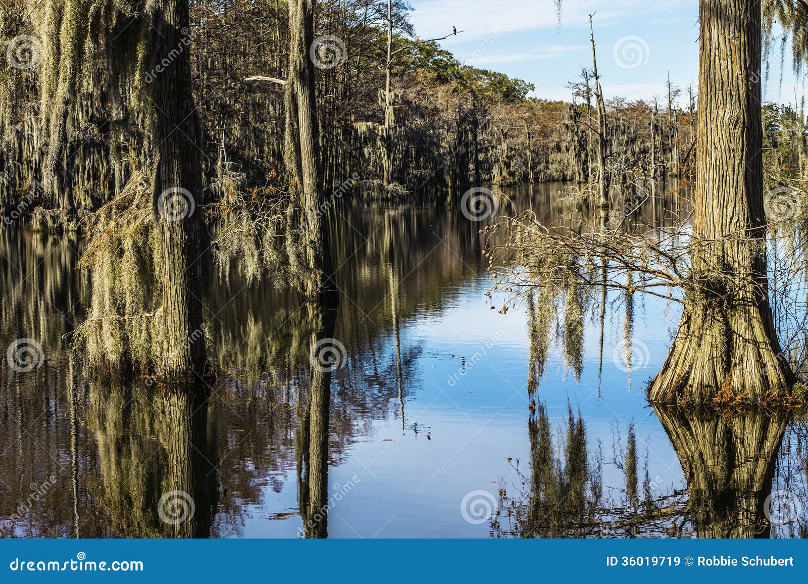 Swamp Tree Moss stock image. Image of landscape, everglades - 36019719