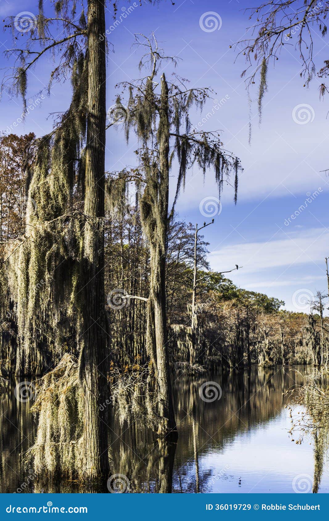 Swamp Tree Moss stock image. Image of mississippi, tree - 36019729