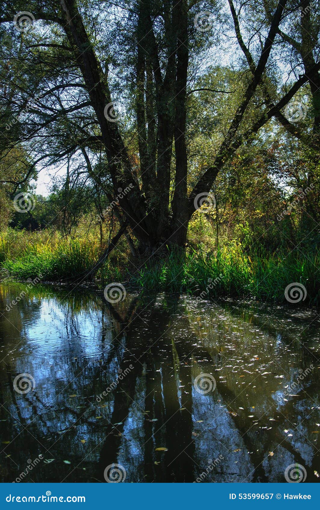 Swamp tree in reflection stock image. Image of clouds - 53599657
