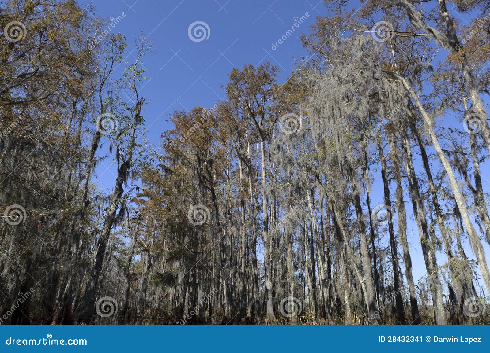Swamp trees stock image. Image of leaf, green, natural - 28432341