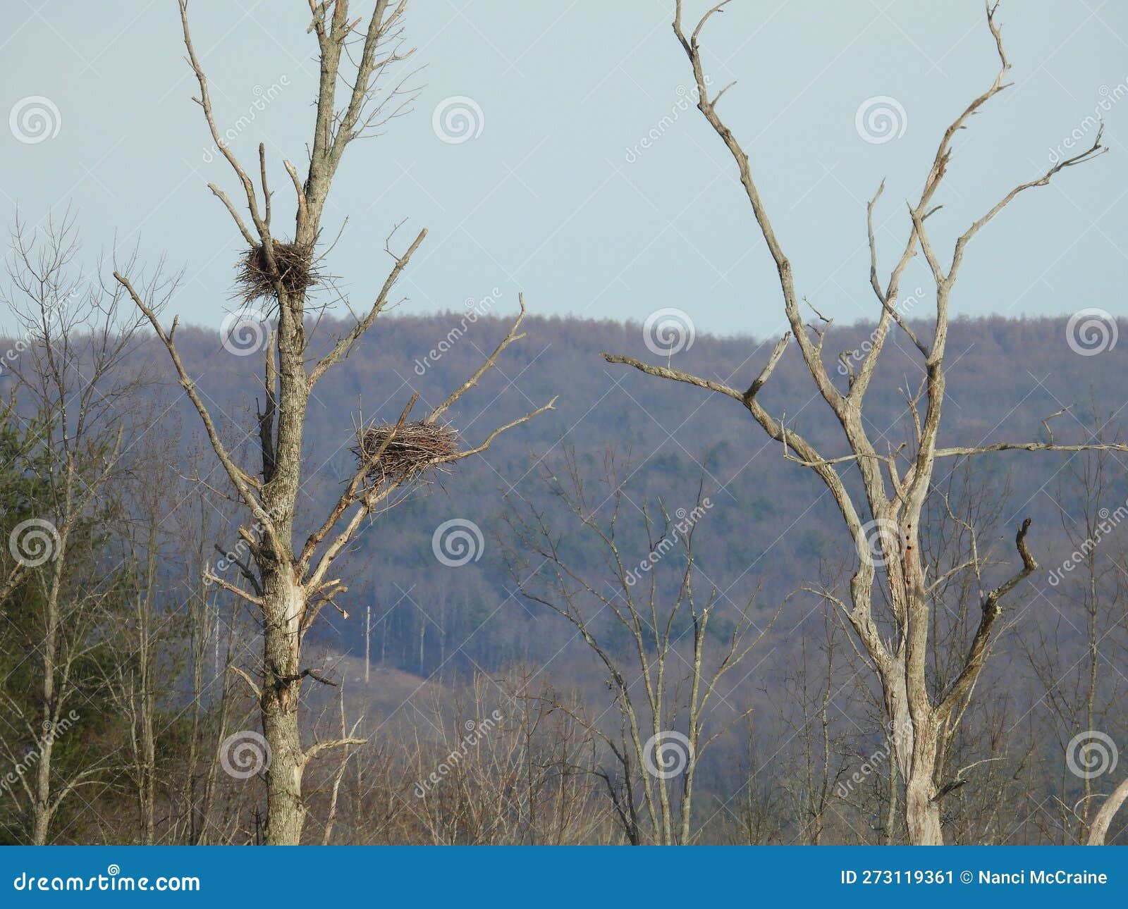 Fingerlakes Swamp Trees with Established Heron Nests Stock Image ...