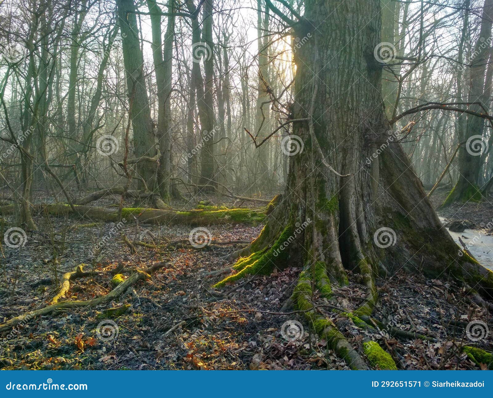 Swamp Trees in the Magic Morning Light Stock Image - Image of morning ...