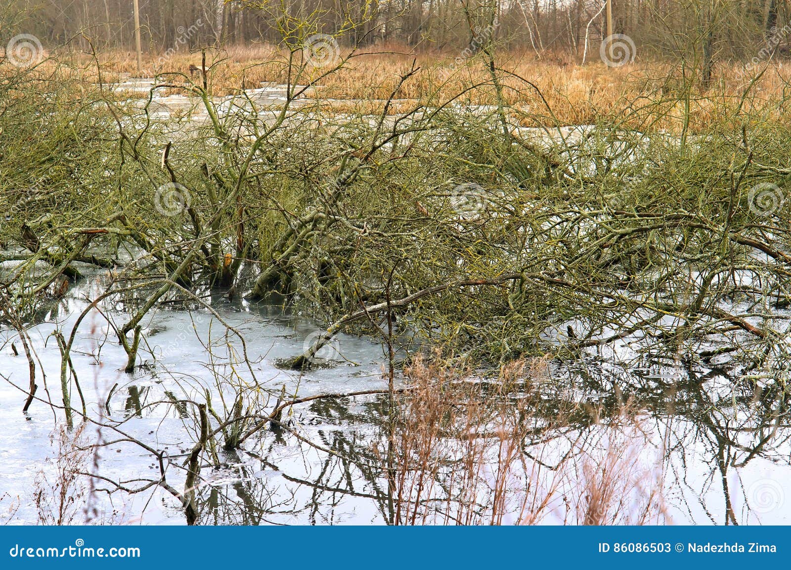 Swamp, Trees, Moss, Wild, Drowned Stock Image - Image of swamp, grass ...