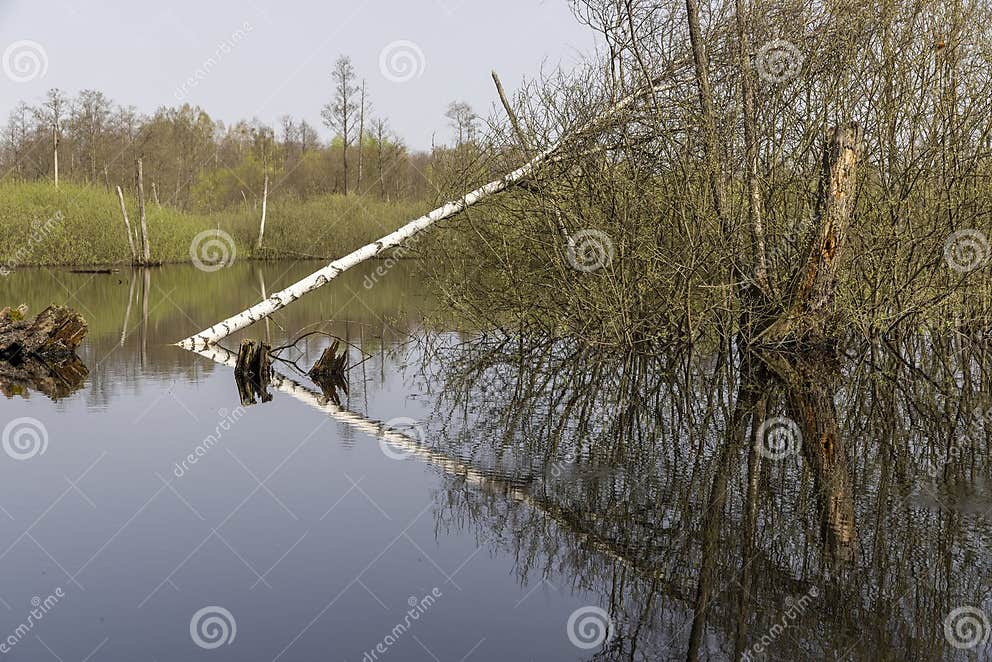 A Swamp with Trees and Shrubs in Spring Stock Photo - Image of green ...