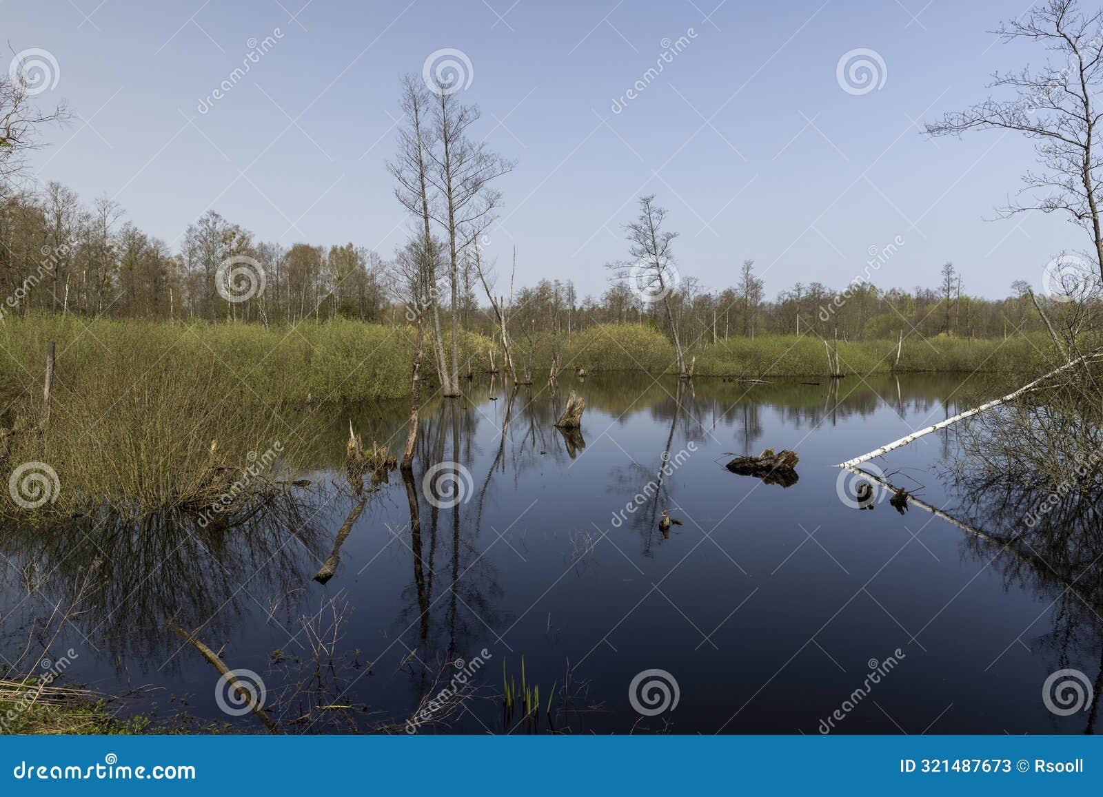 A Swamp with Trees and Shrubs in Spring Stock Image - Image of spring ...